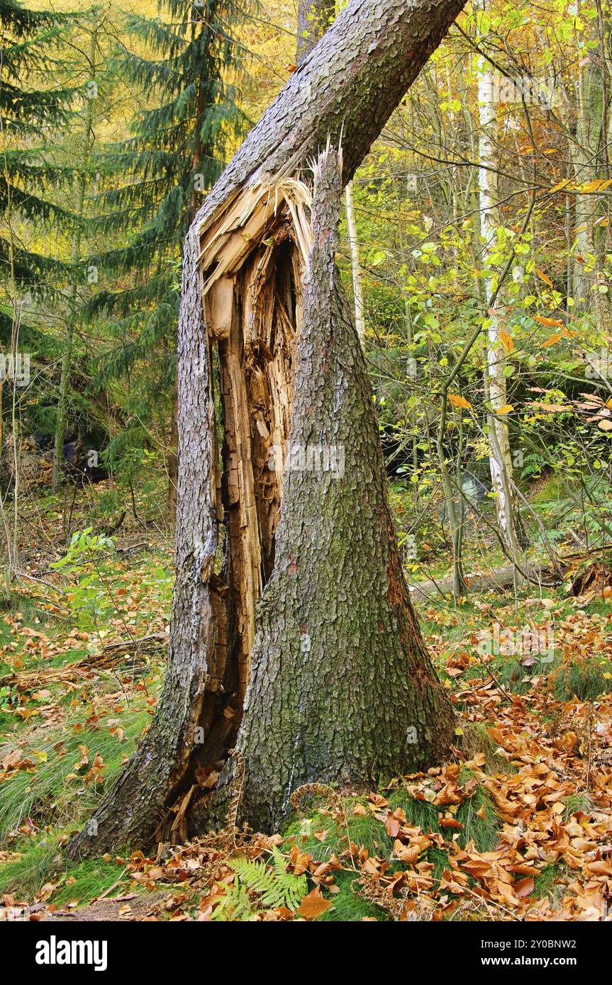 Splintered tree trunk, splinted trunk 04 Stock Photo - Alamy