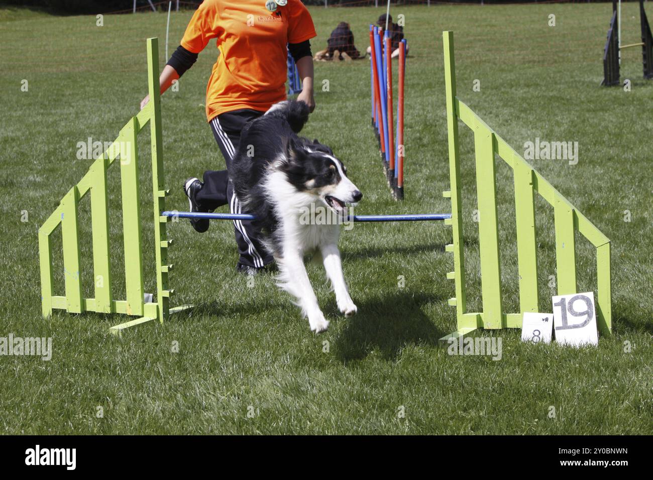 Dog at agility Stock Photo - Alamy