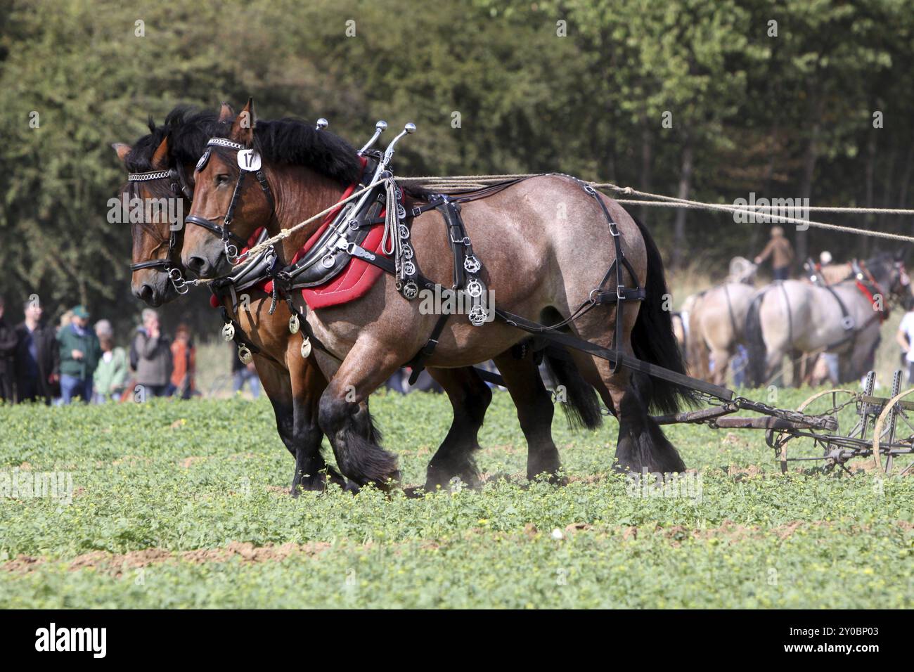 Ploughing Dutch draught horses Stock Photo - Alamy