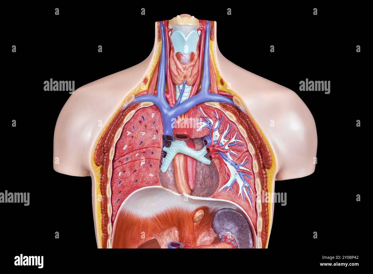 Model internal human body with lungs and throat isolated on black ...