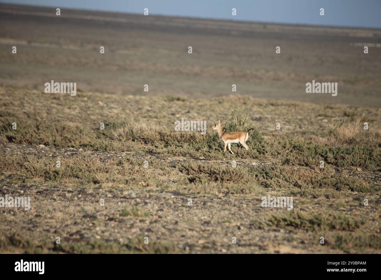 HAMI, CHINA - SEPTEMBER 1, 2024 - Goitered gazelle (yellow sheep ...