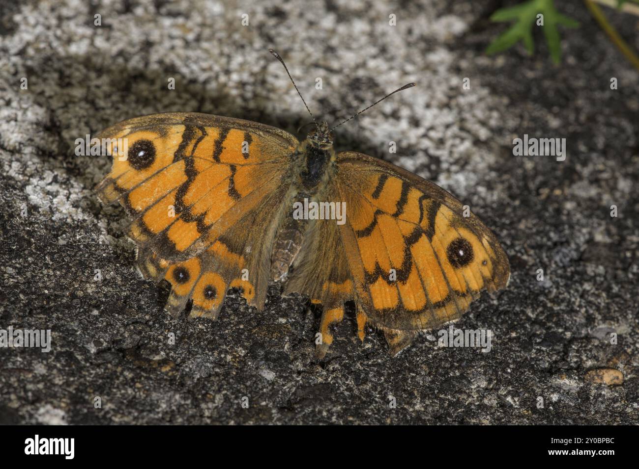 Wall brown (Lasiommata megera), flown specimen of rare butterfly on a ...