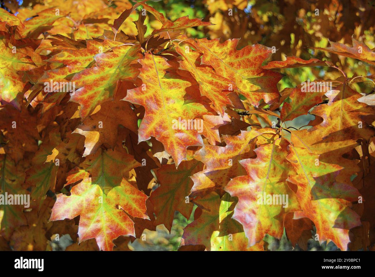 Oak leaf cluster 10 Stock Photo - Alamy