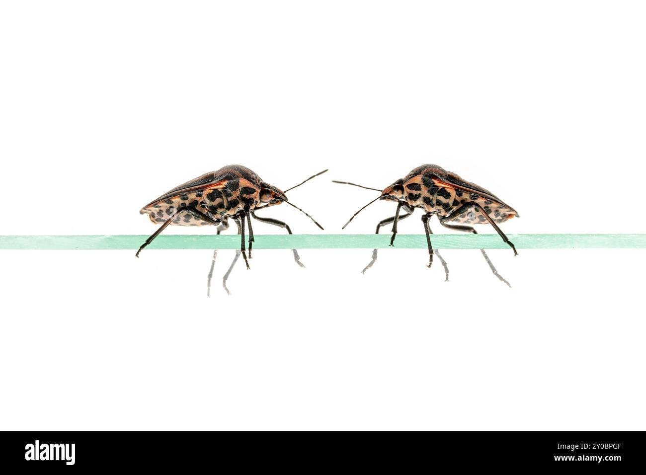 Two striped bugs crawling on a pane of glass cropped on white Stock ...