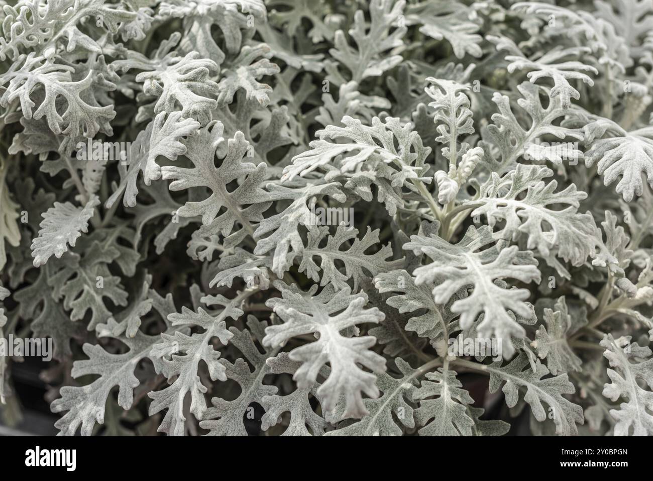 Senecio Cineraria also known as silver ragwort Stock Photo - Alamy