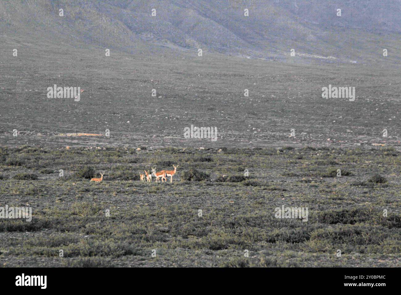 HAMI, CHINA - SEPTEMBER 1, 2024 - Goitered gazelle (yellow sheep ...