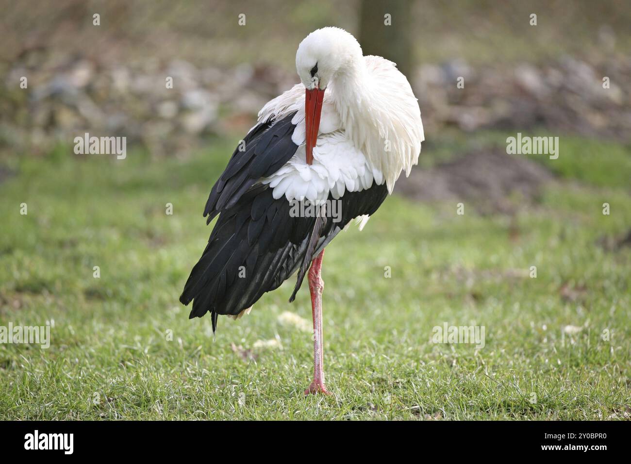 Stork on one leg Stock Photo - Alamy