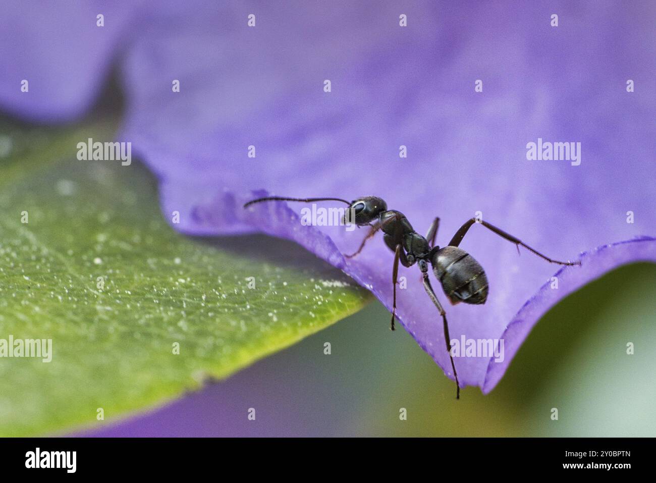 Ants on a flower alone shown in great detail. macro shot where every ...