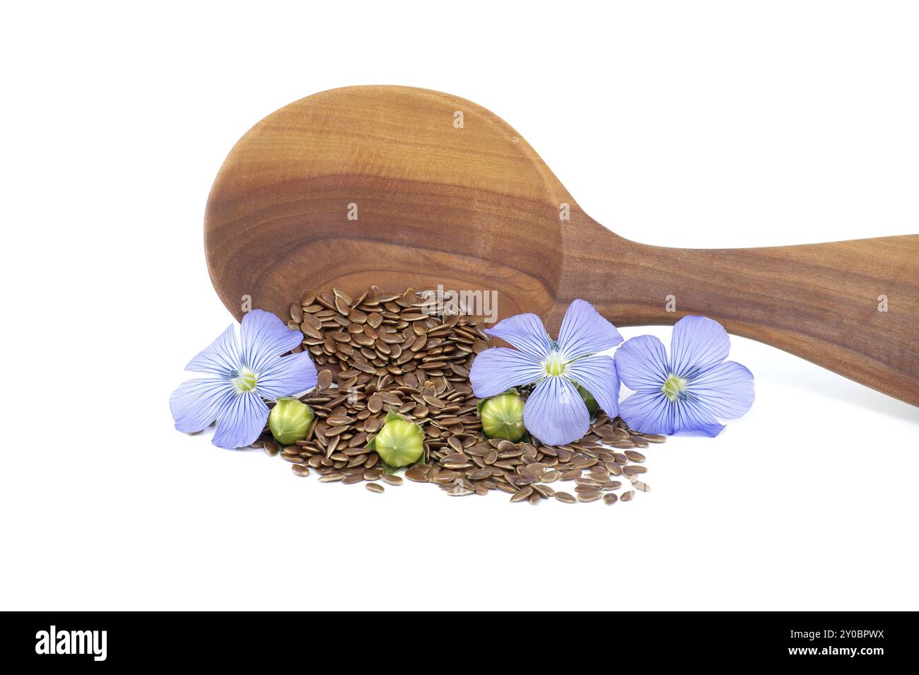 Vibrant blue flax flower is sitting on wooden spoon filled with small ...