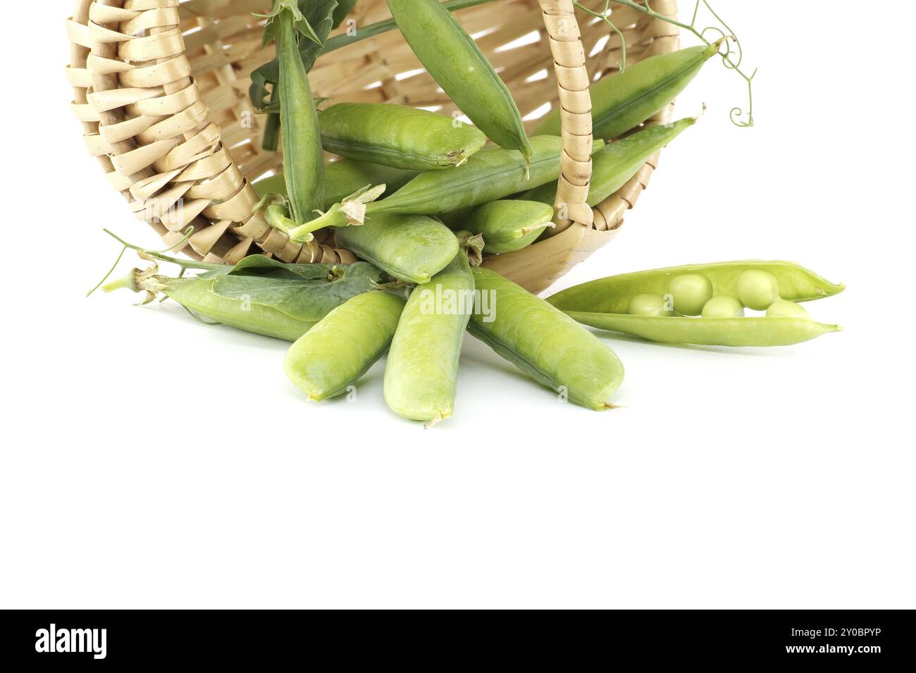 Fresh garden peas pods spilling out from basket isolated on a white ...