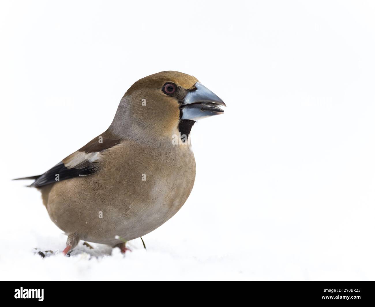 True finches Cut Out Stock Images & Pictures - Alamy