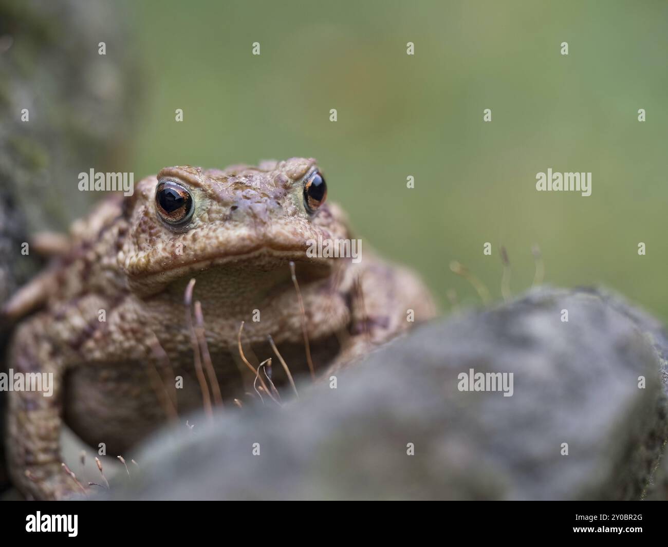 Stone toads hi-res stock photography and images - Alamy