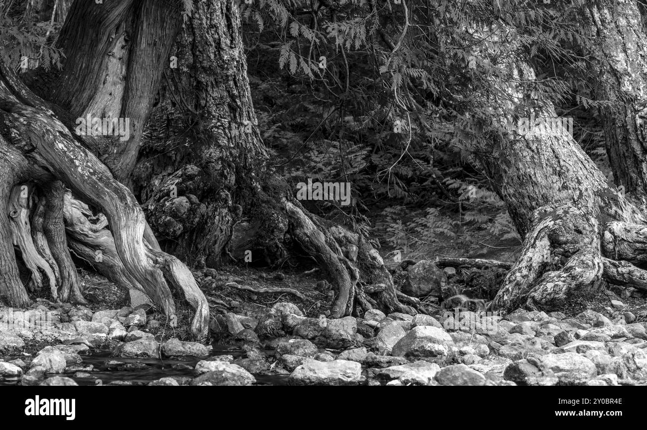 Roots of old trees on the shore of Cameron Lake on Vancouver Island in ...
