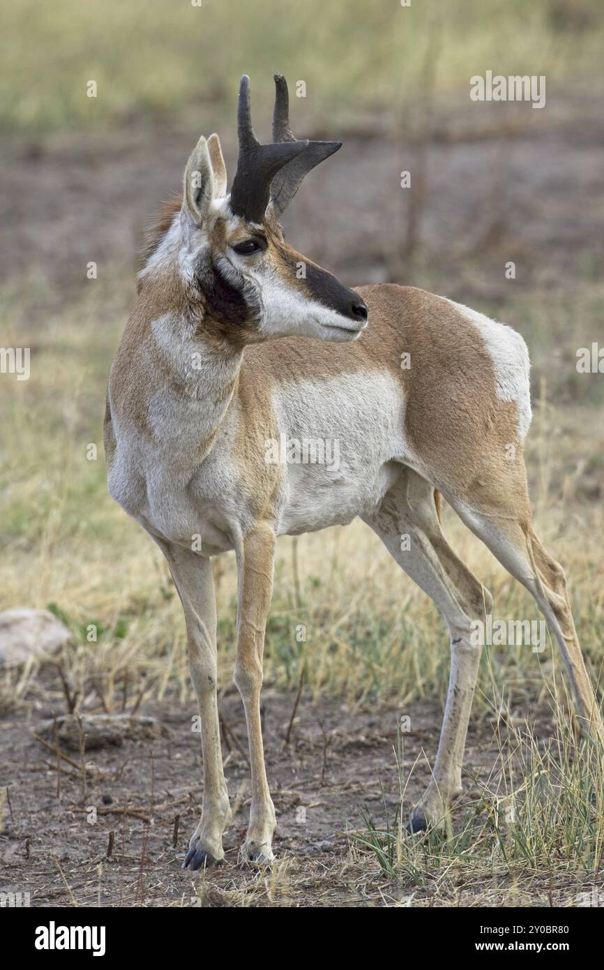 A close up photo of a male pronghorn antelope with antlers in western ...