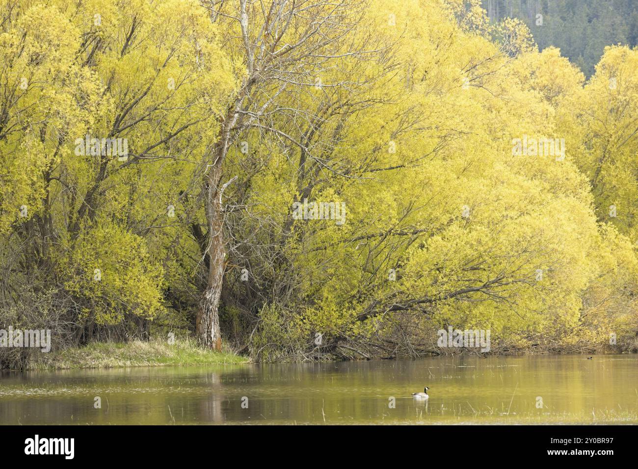 A landscape photo of yellow trees by a pond and a goose swimming in ...