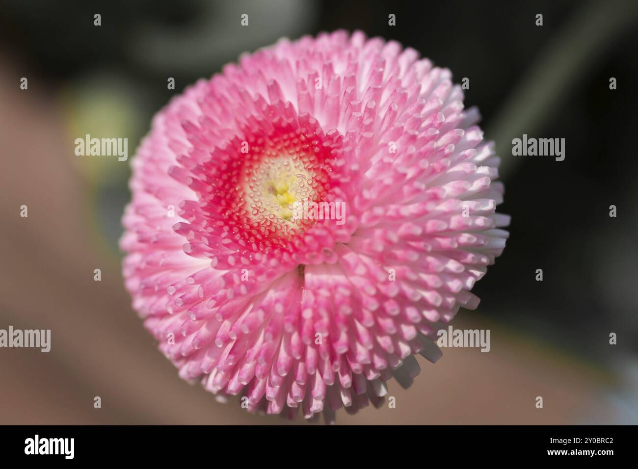 Common daisy (Bellis perennis Stock Photo - Alamy
