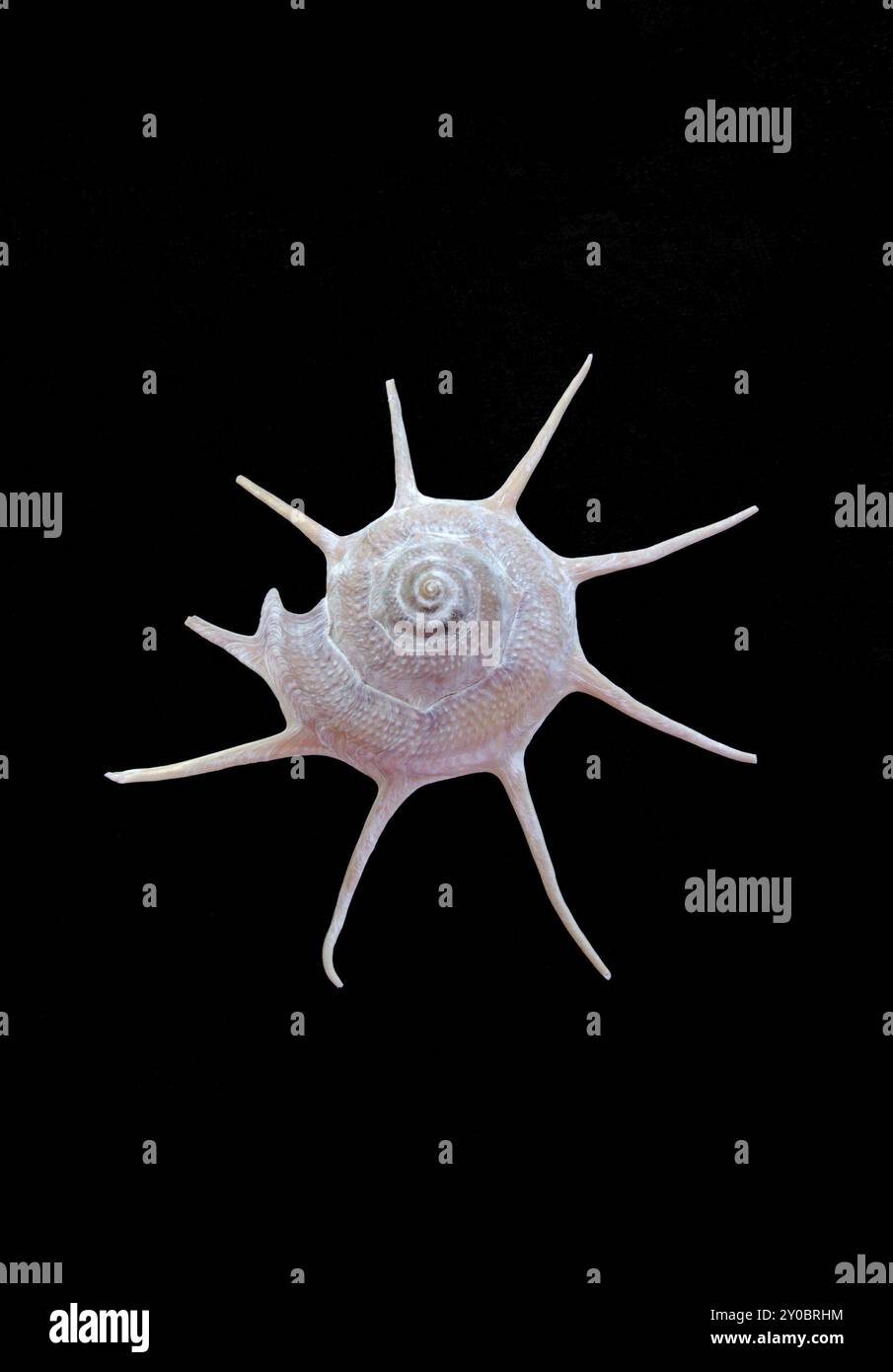 Sea shell isolated on black background Stock Photo - Alamy