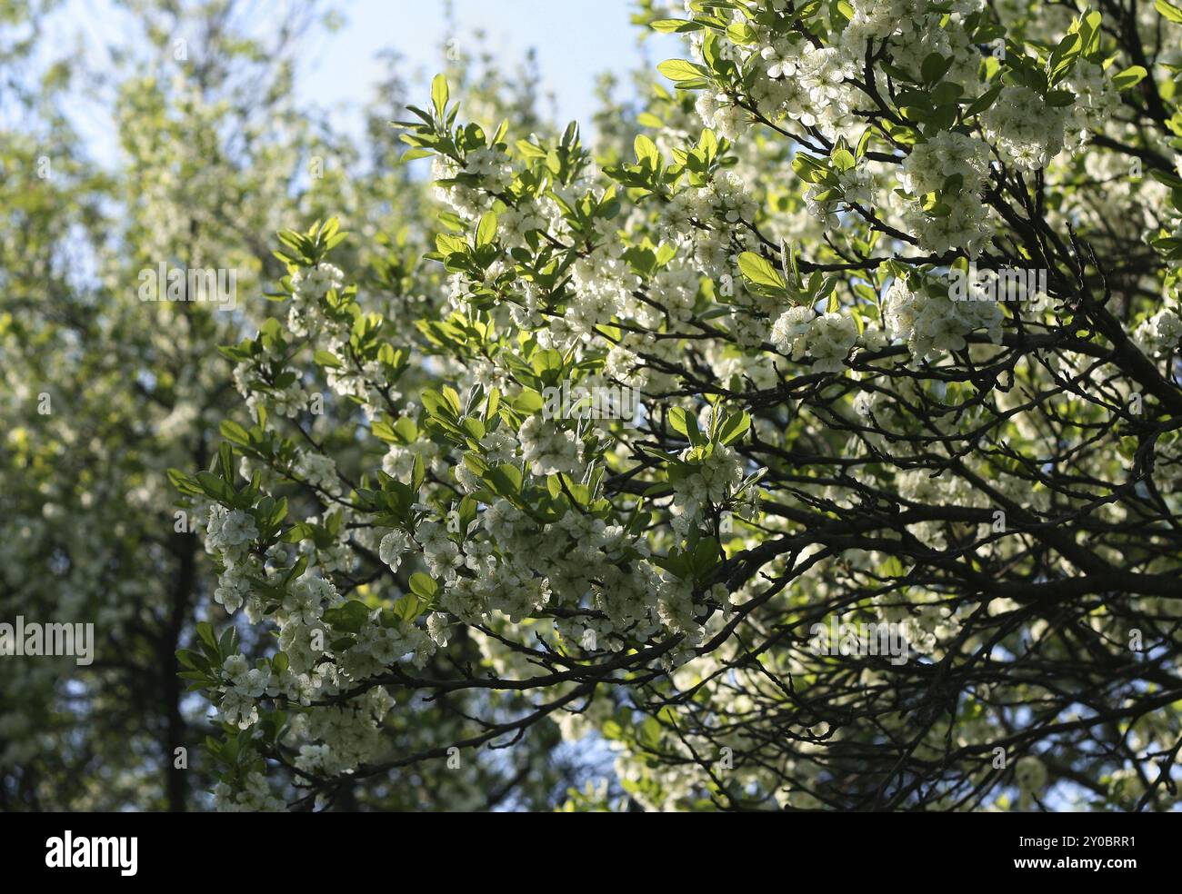 Branches of a blossoming tree with white flowers Stock Photo - Alamy