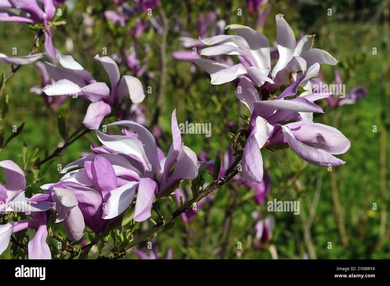 Magnolia liliiflora. Flowers closeup Stock Photo - Alamy