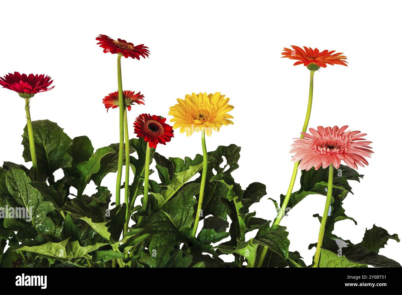 Gerbera daisy on white background Stock Photo - Alamy