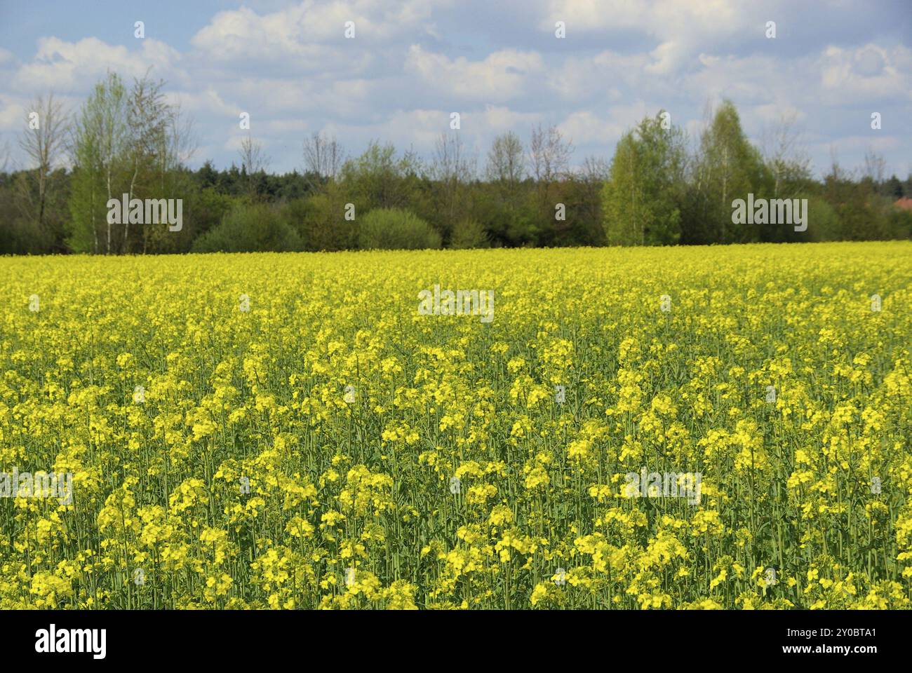 Rapeseed, rape seed 30 Stock Photo - Alamy