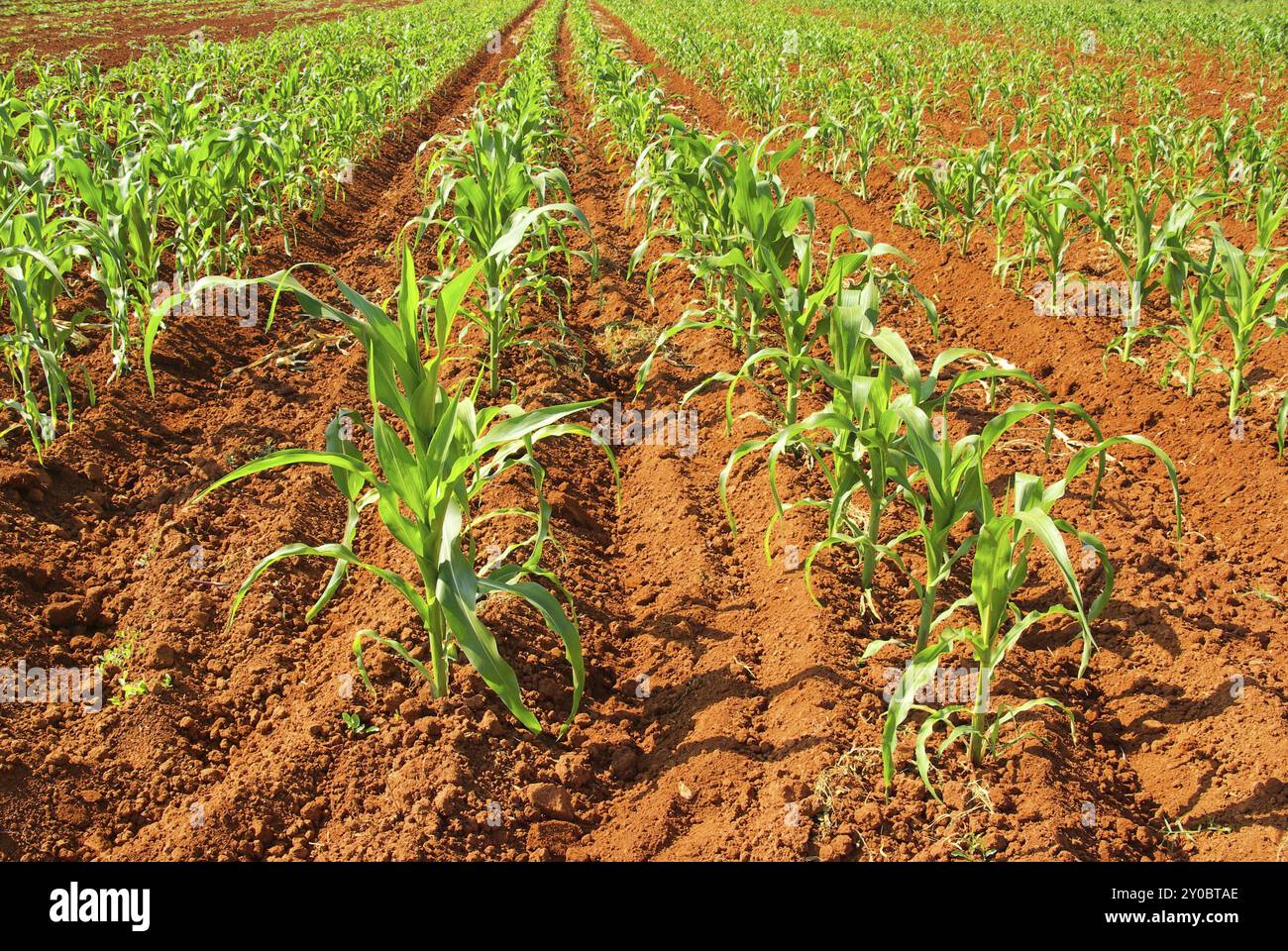 Maize field, maize field 02 Stock Photo - Alamy