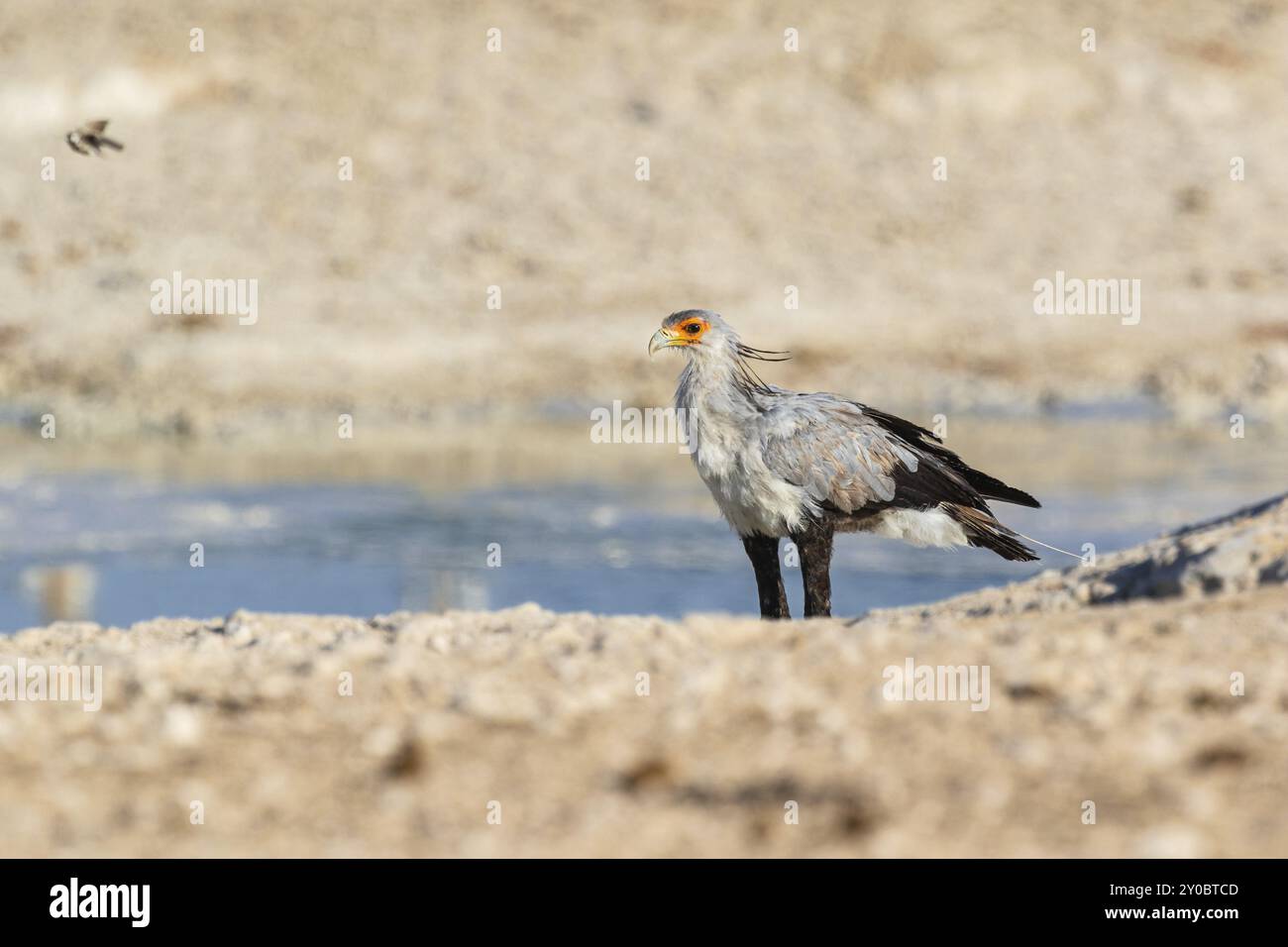 Secretary bird (Sagittarius serpentarius), secretary in Namibia Stock ...