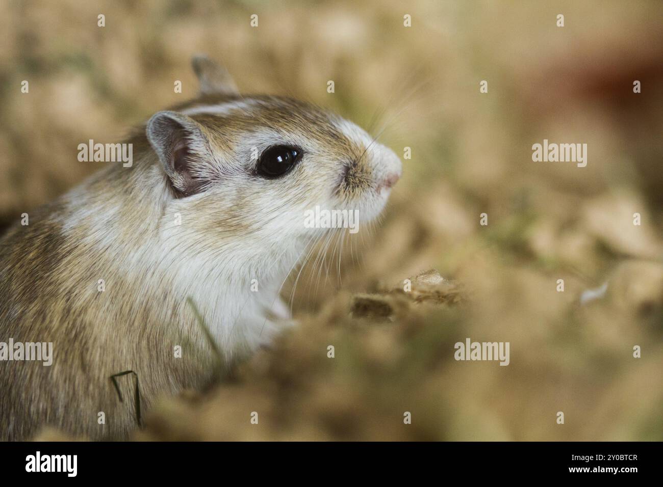 Mongolian gerbil (Meriones), gerbil as a pet Stock Photo - Alamy