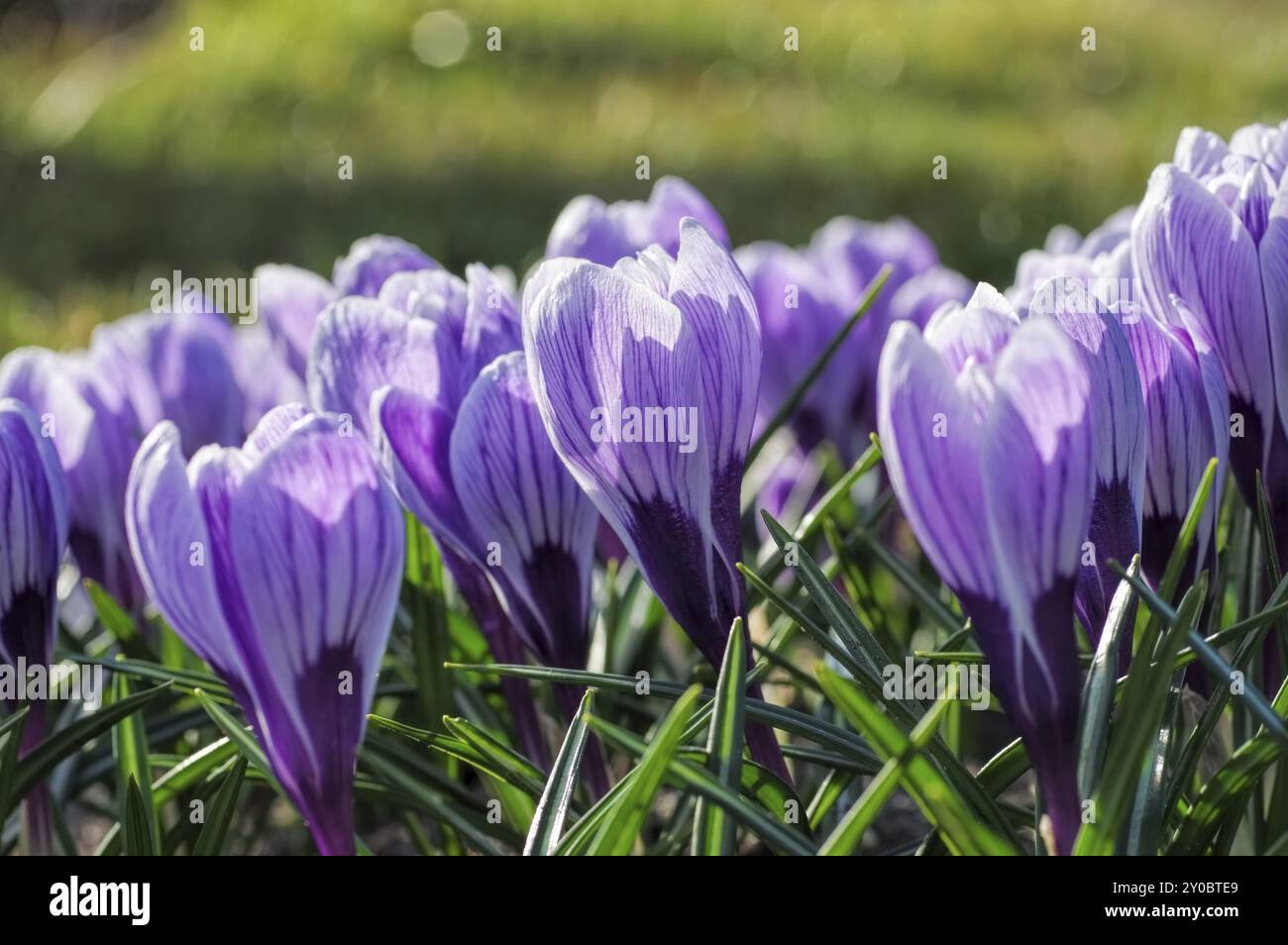 Krokus King of the Striped, Crocus King of the Striped 01 Stock Photo ...
