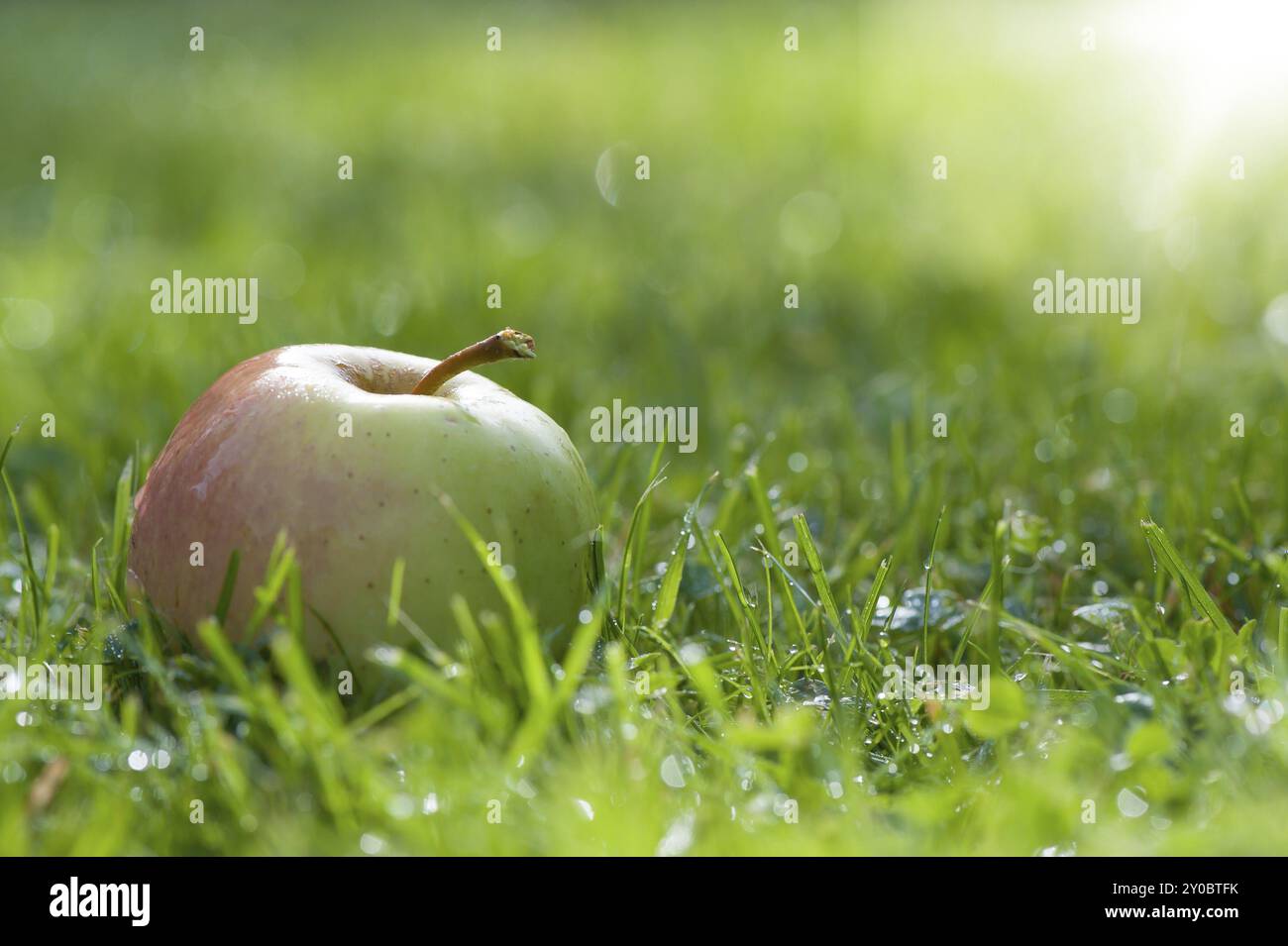 Apple lying in the grass, wet with dew. Sun rays in the background on ...