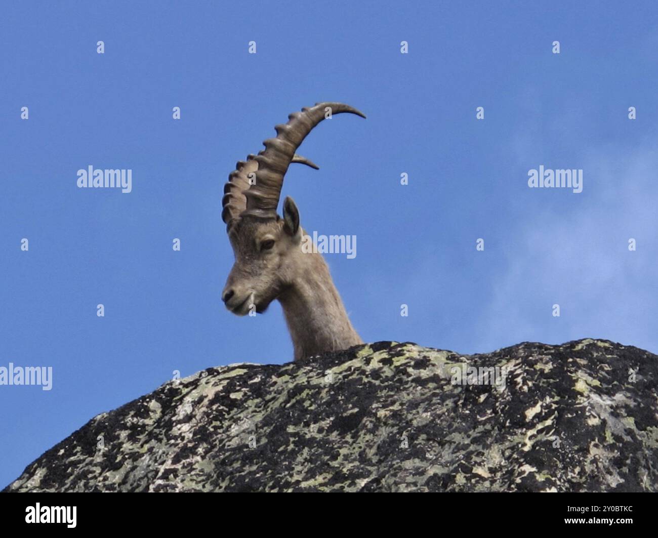 Natural habitat in alpine rocky areas hi-res stock photography and ...