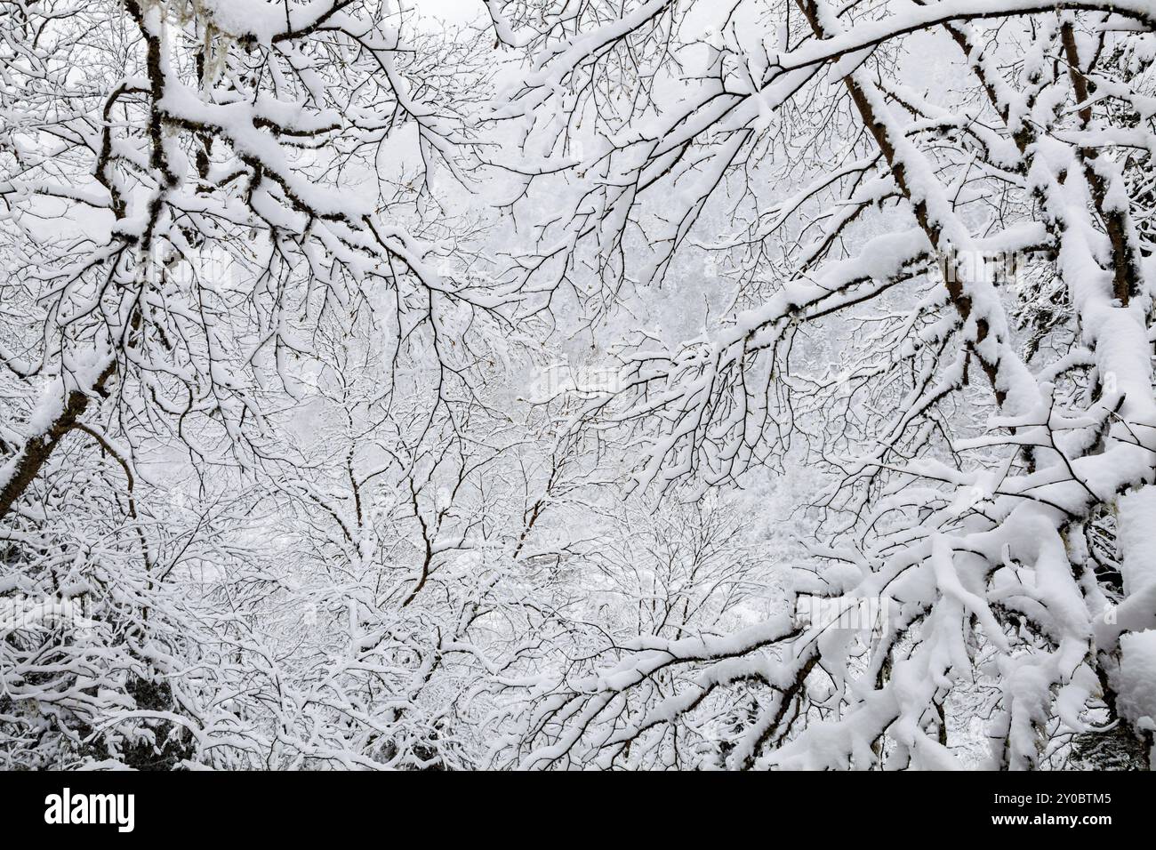 Winter view of trees with snow covered branches in Huanglong scenic ...