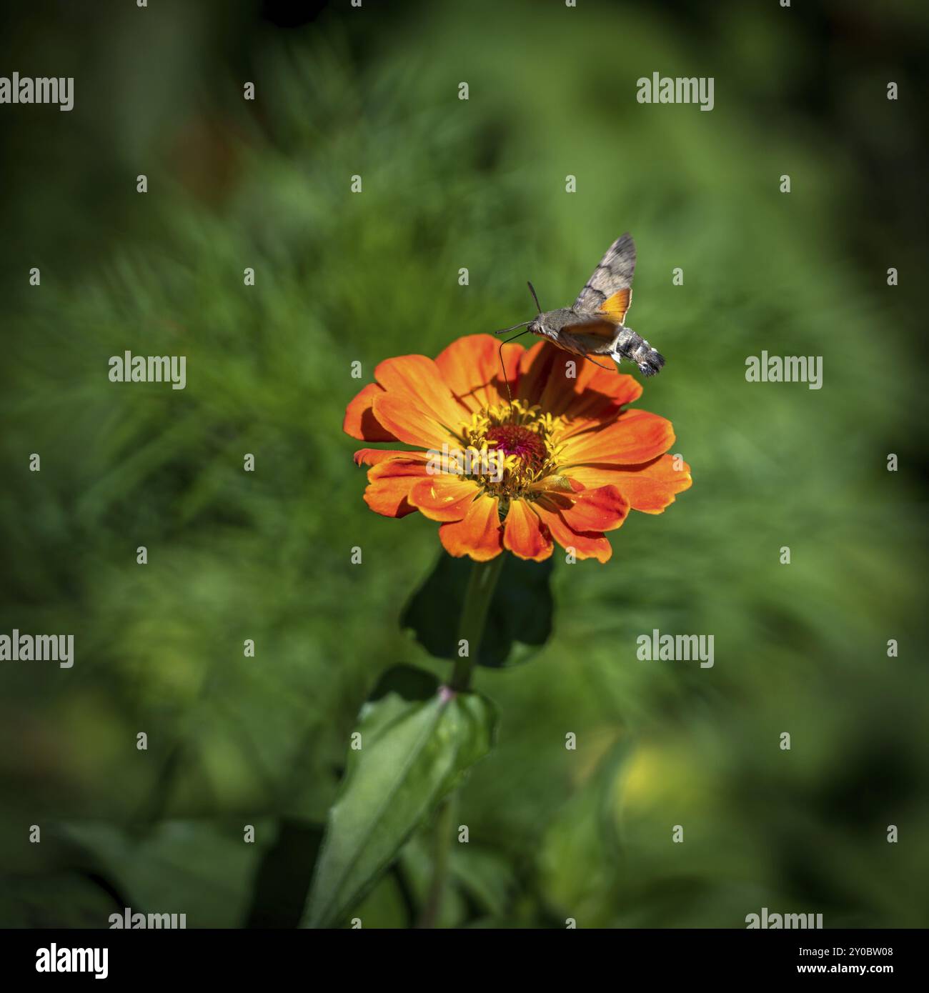Hummingbird hawk-moth (Macroglossum stellatarum) in Romania Stock Photo ...