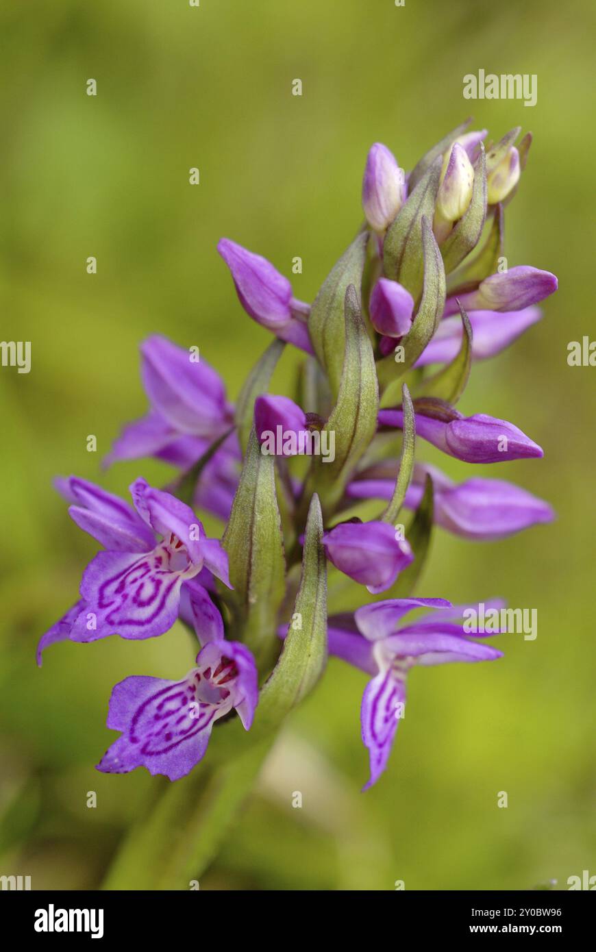 Alpine orchid in the Alps. Orchid Stock Photo - Alamy