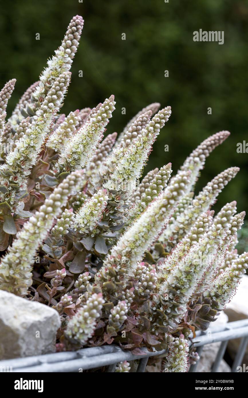 Chinese foolscap (Orostachys Iwarenge Stock Photo - Alamy