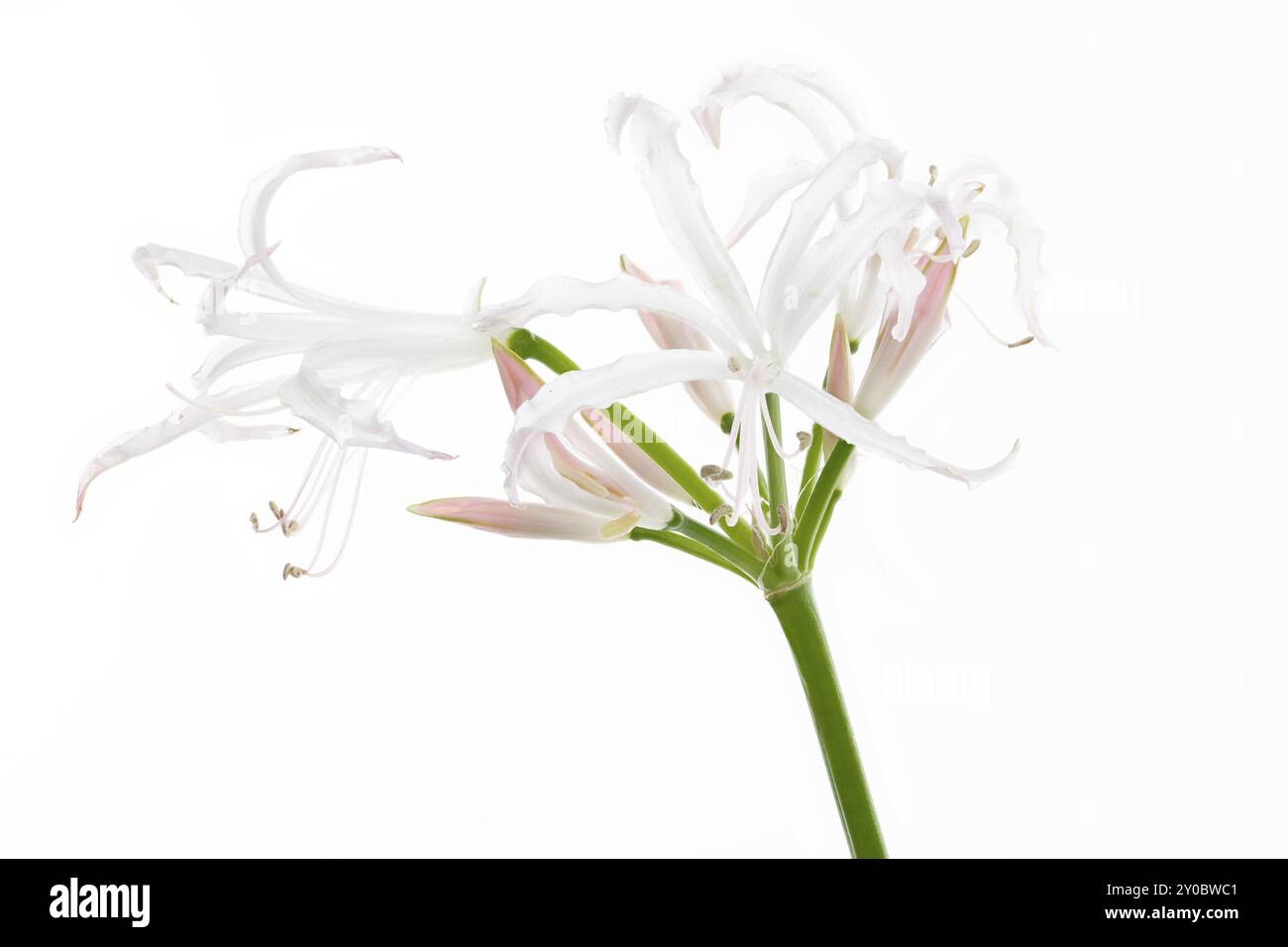 Ismene (Hymenocallis) on a white background Stock Photo - Alamy