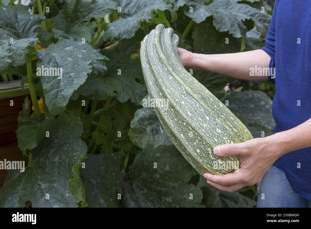 Giant courgette in front of courgette plant Stock Photo - Alamy