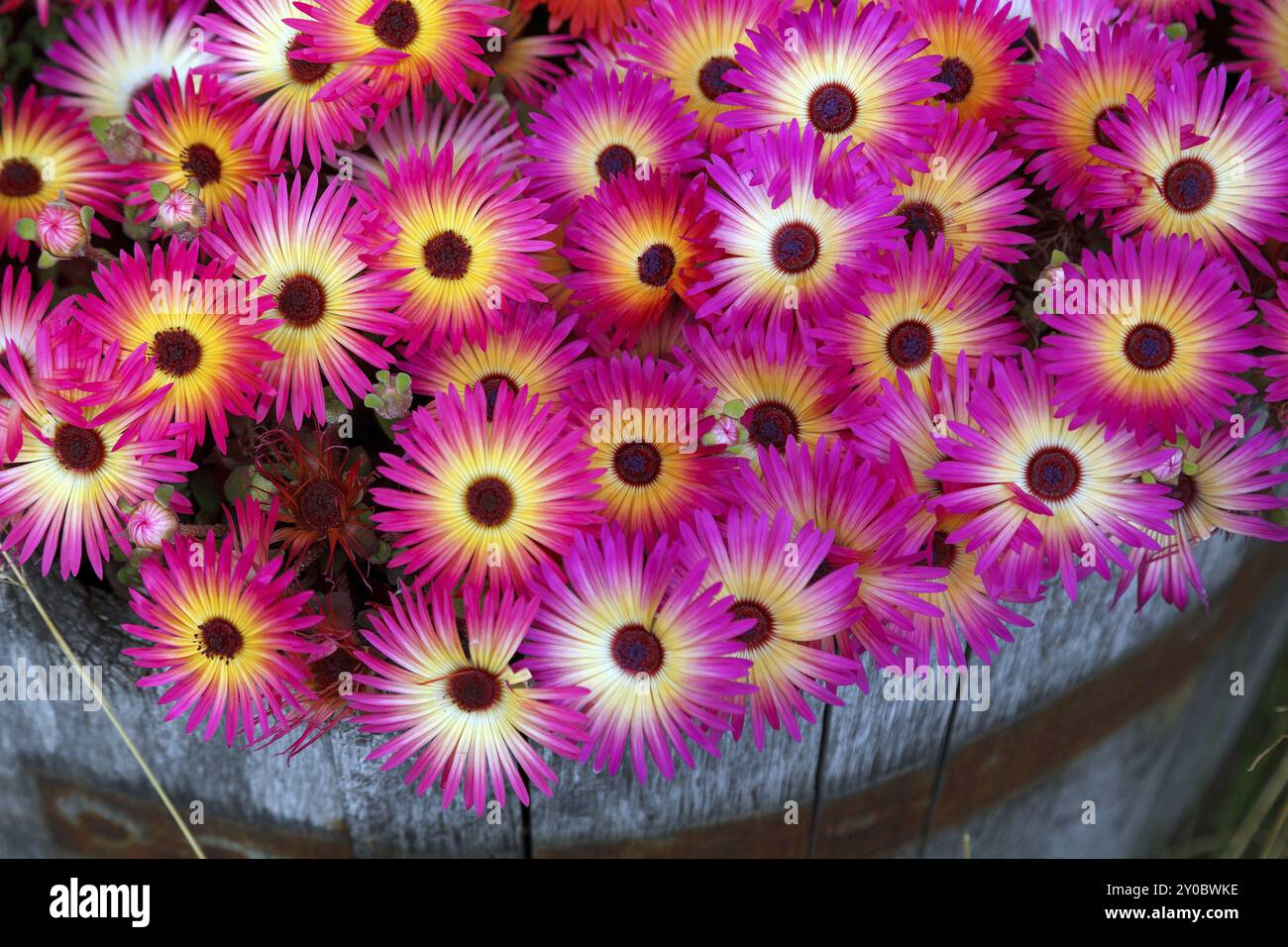Asters in pots hi-res stock photography and images - Alamy