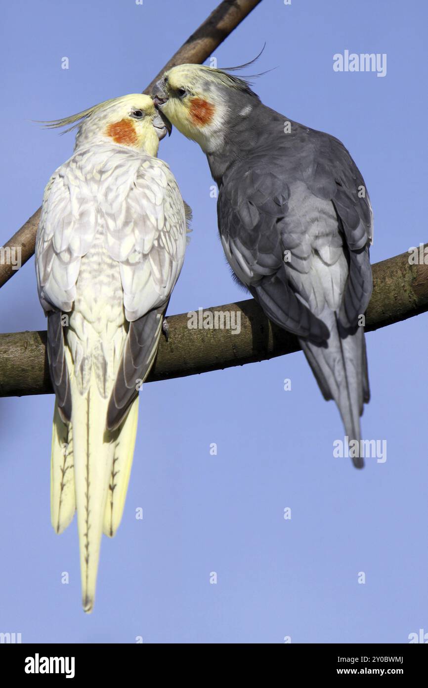 Cockatiels hi-res stock photography and images - Alamy