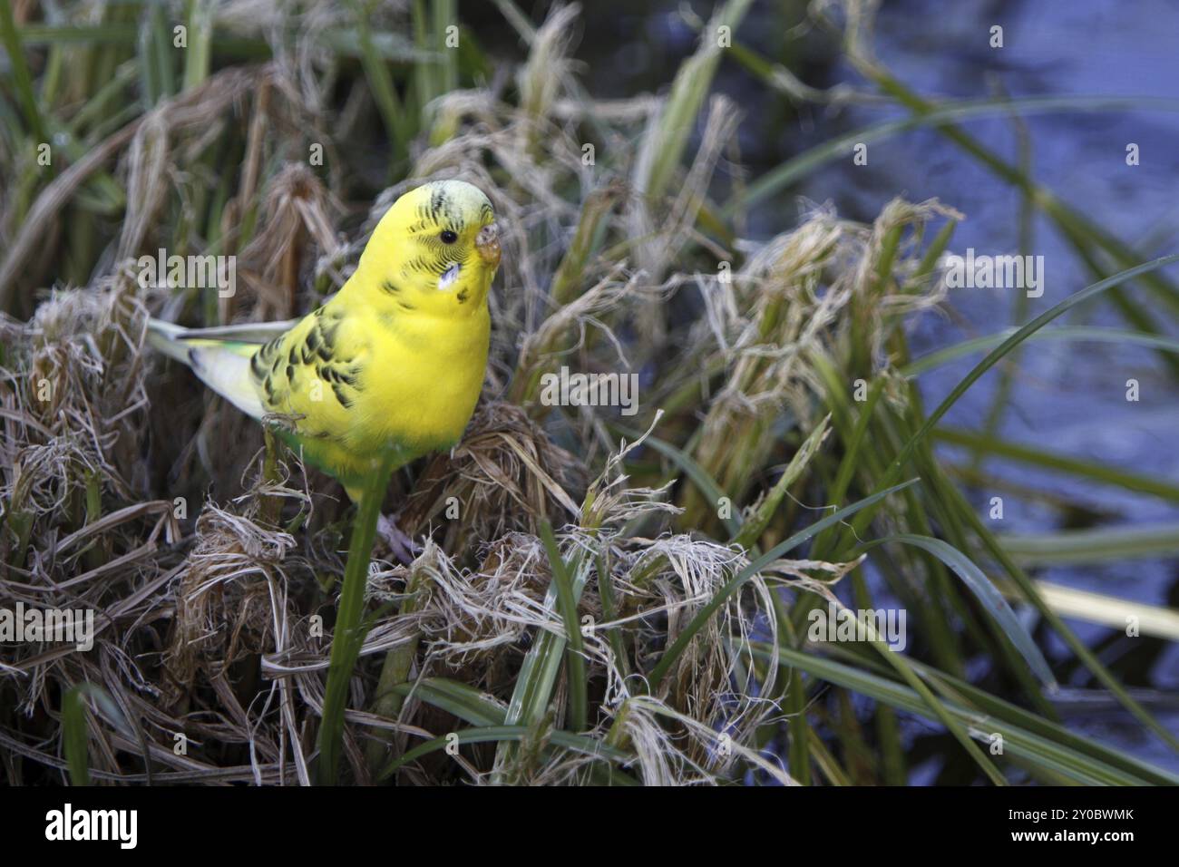 Yellow budgie budgerigar birds in hi-res stock photography and images ...