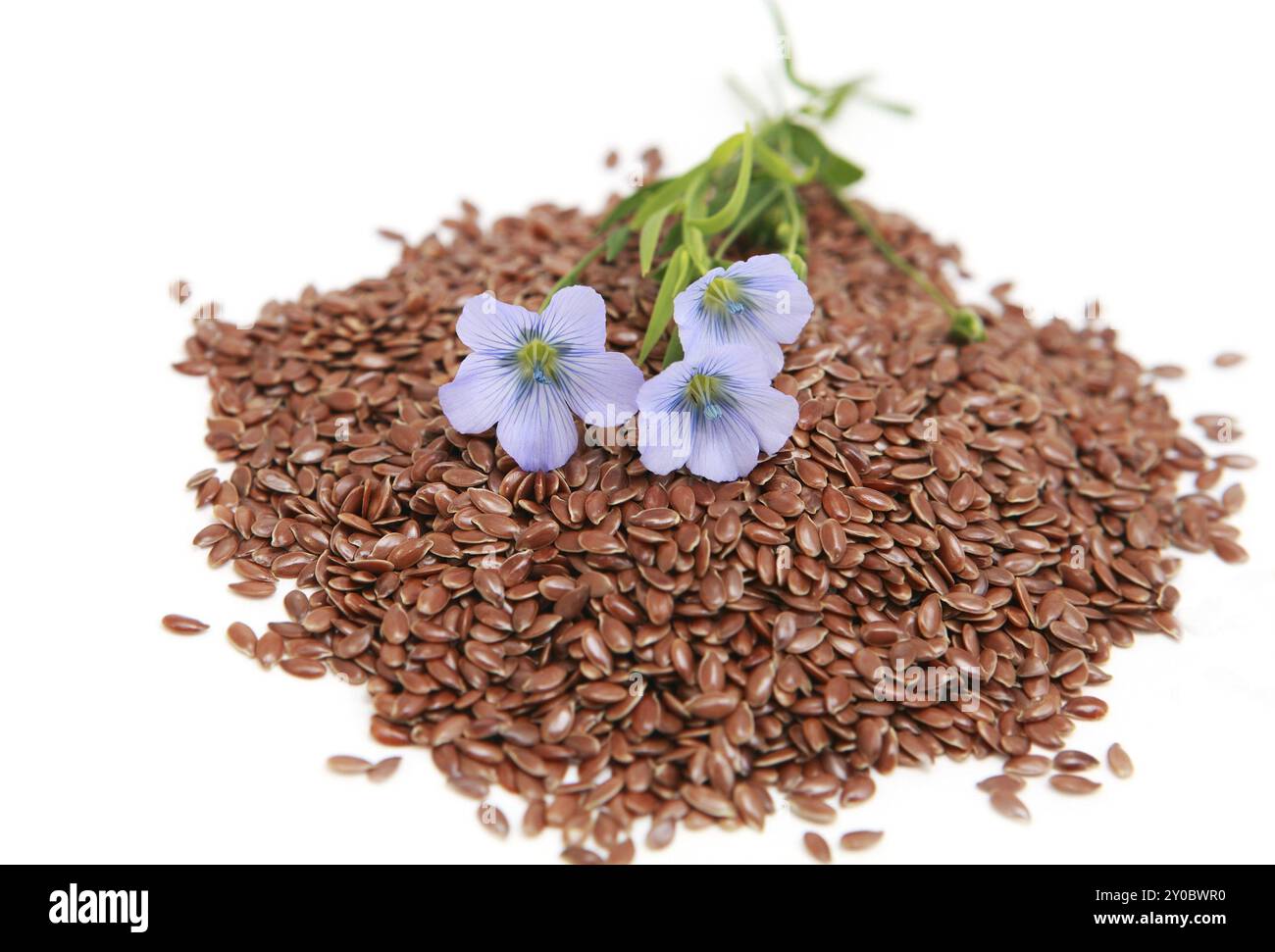 Flowers flax plant in Cut Out Stock Images & Pictures - Alamy