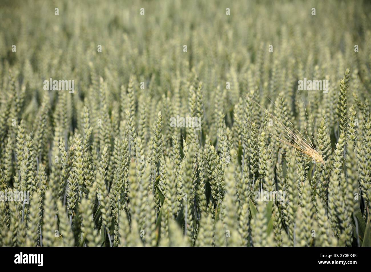 Field still ripe wheat in hi-res stock photography and images - Alamy