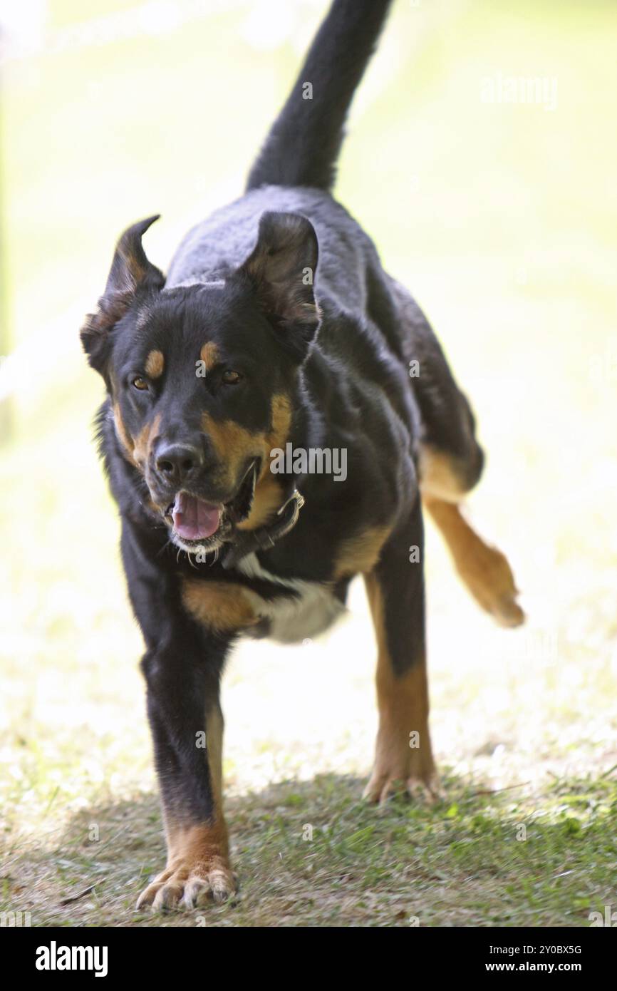 Hound competitions hi-res stock photography and images - Alamy