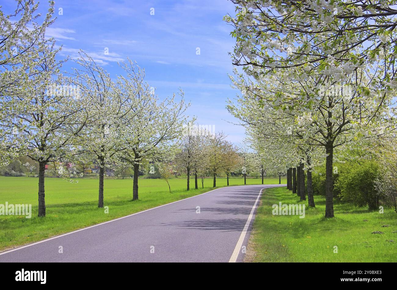 Cherry blossom avenue, cherry blossom avenue 01 Stock Photo - Alamy