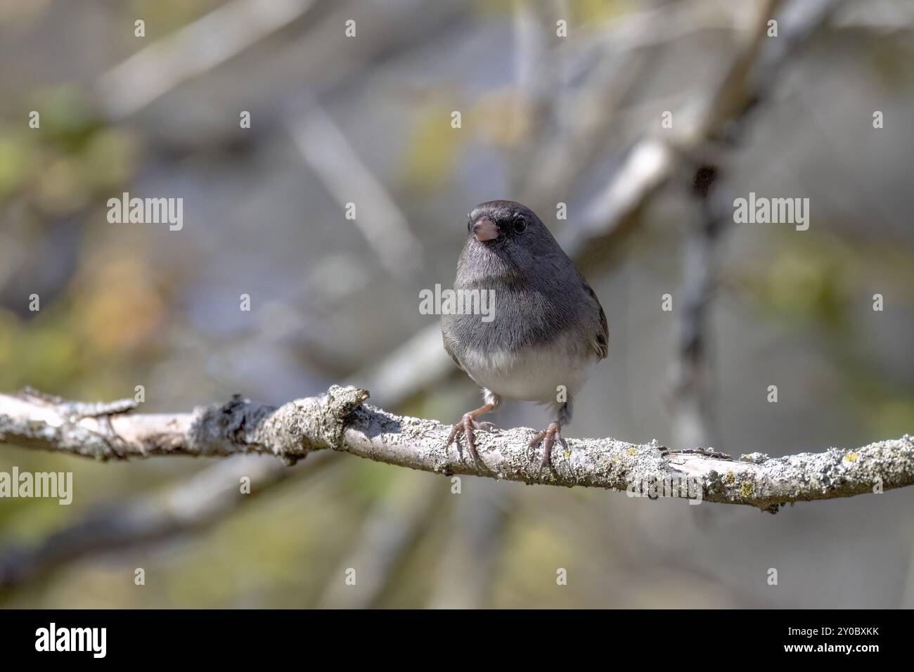 The dark-eyed junco (Junco hyemalis), male on the branch tree Stock ...