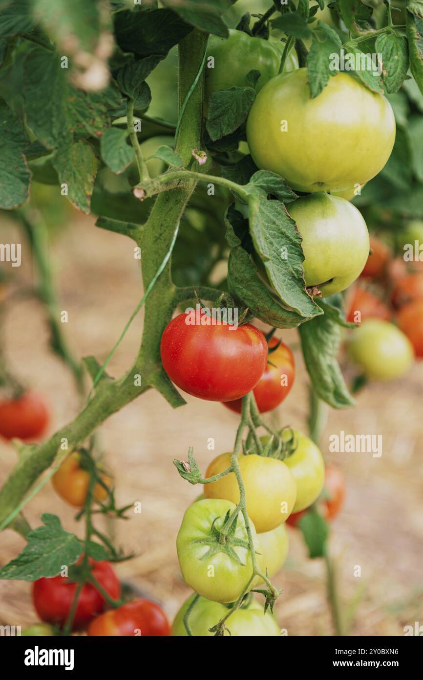 Closeup view on plantation of beautiful, delicious green and red ripe ...