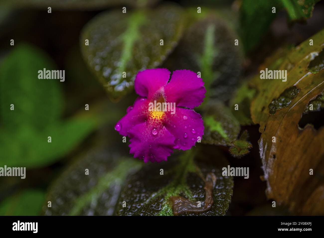 Pink blossom, Details in the jungle, Dense vegetation, Tortuguero ...
