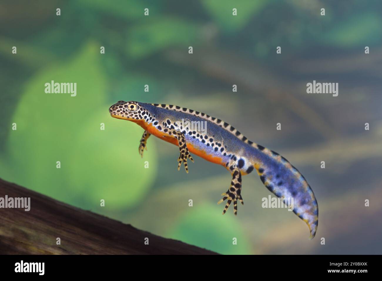 Alpine newt, Triturus alpestris, alpine newt Stock Photo - Alamy