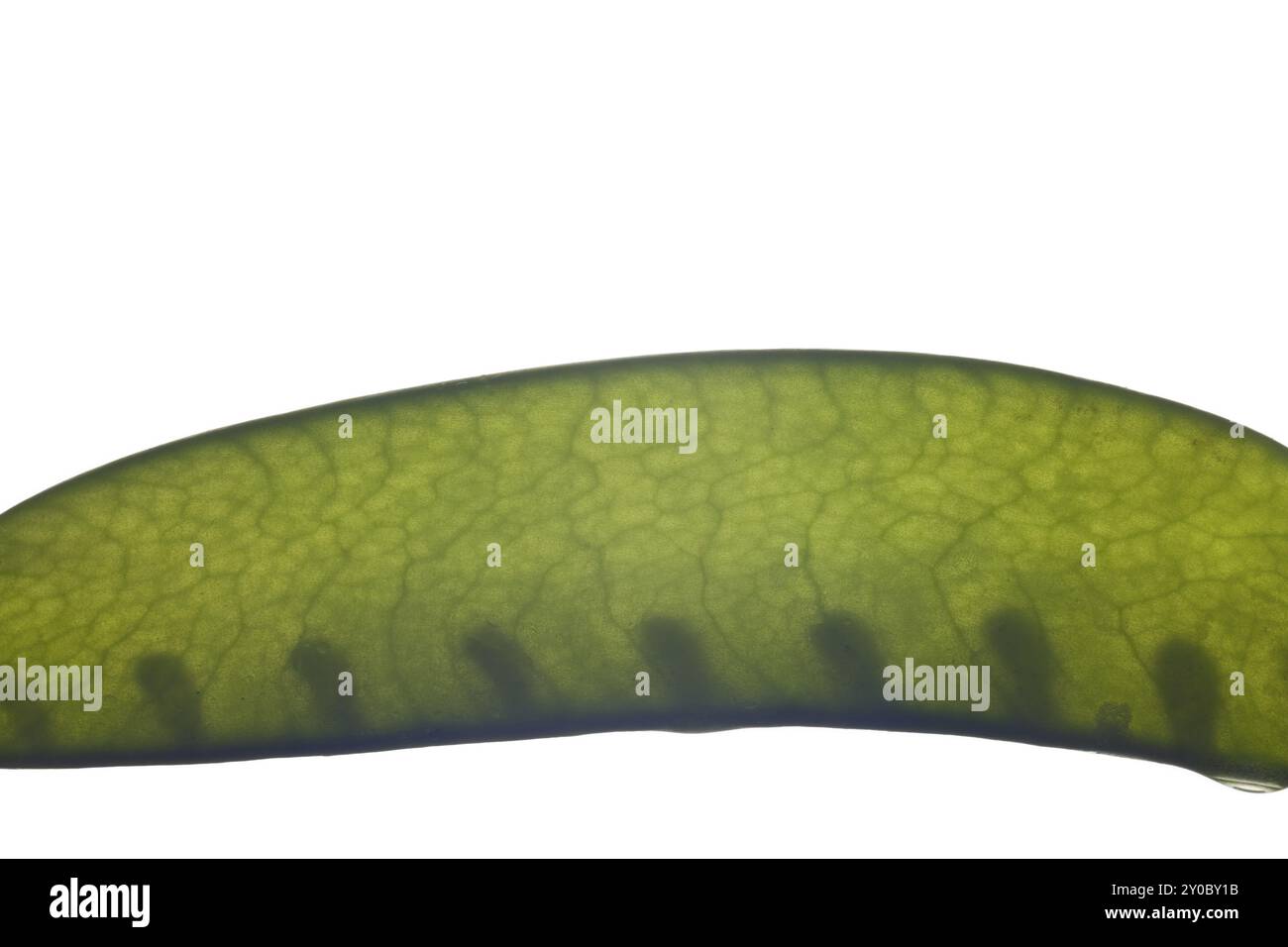 Transparent detail single sugar hi-res stock photography and images - Alamy