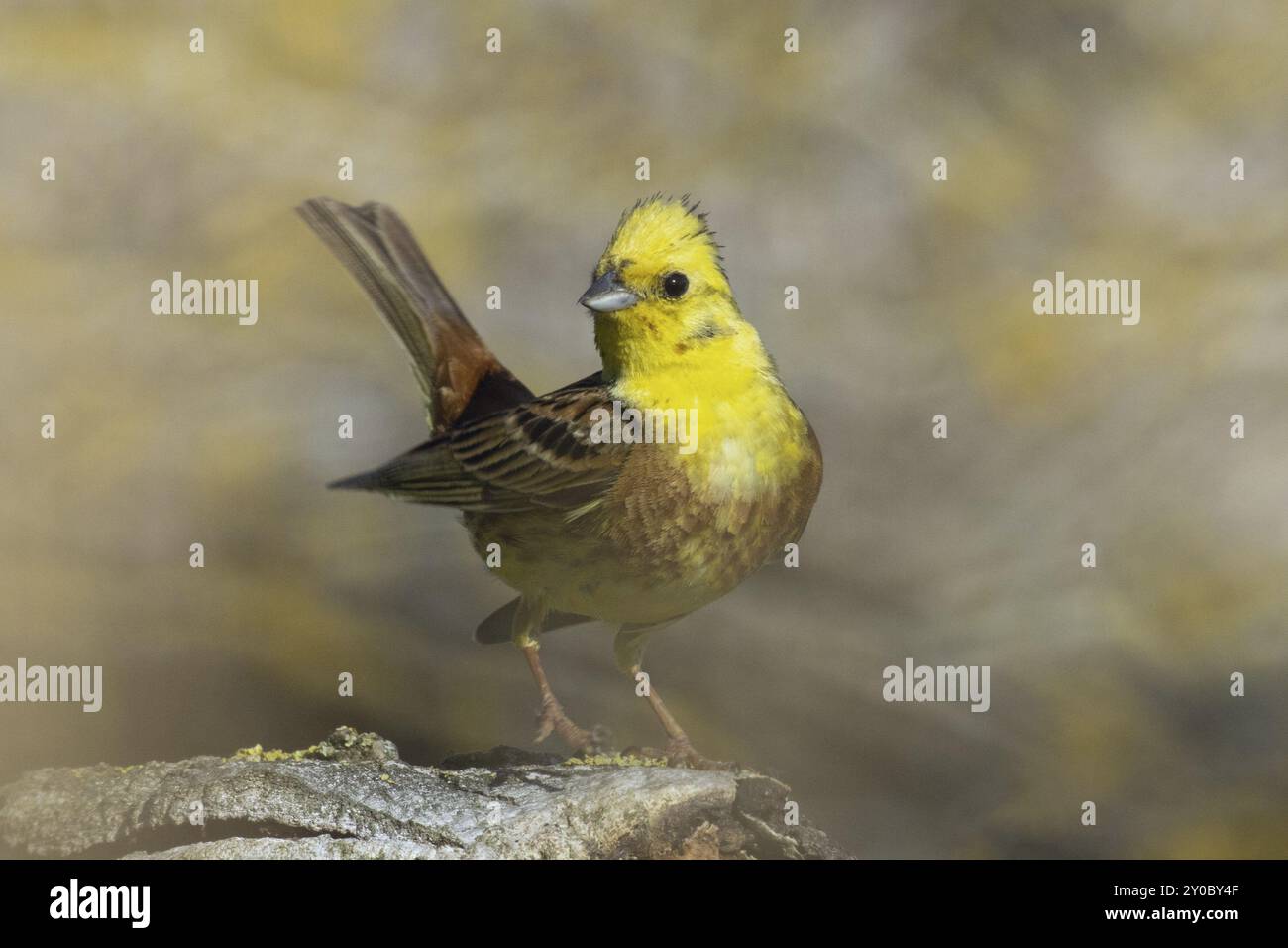 Yellowhammer sitting on tree hi-res stock photography and images - Alamy